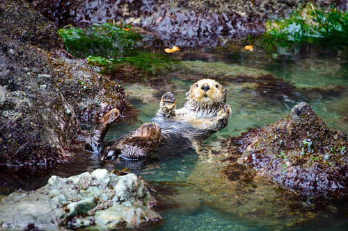 Sea Otter Surprise | Tony Newlin