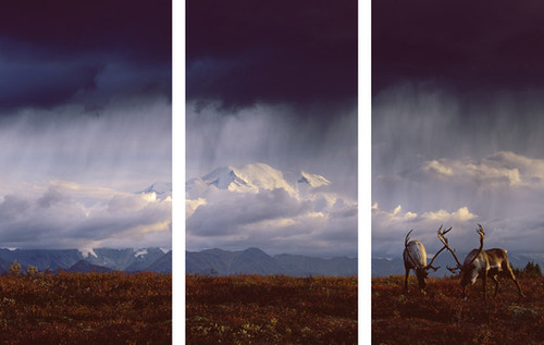 Tundra Thunder Triptych | Tony Newlin