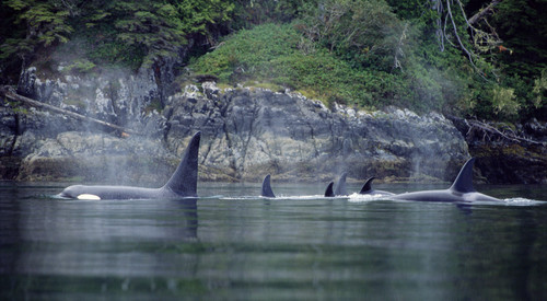 Orca Pod | Tony Newlin