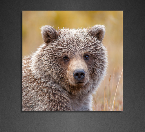 Cub Close-Up | Tony Newlin