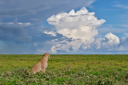 Endless Plains | Tony Newlin