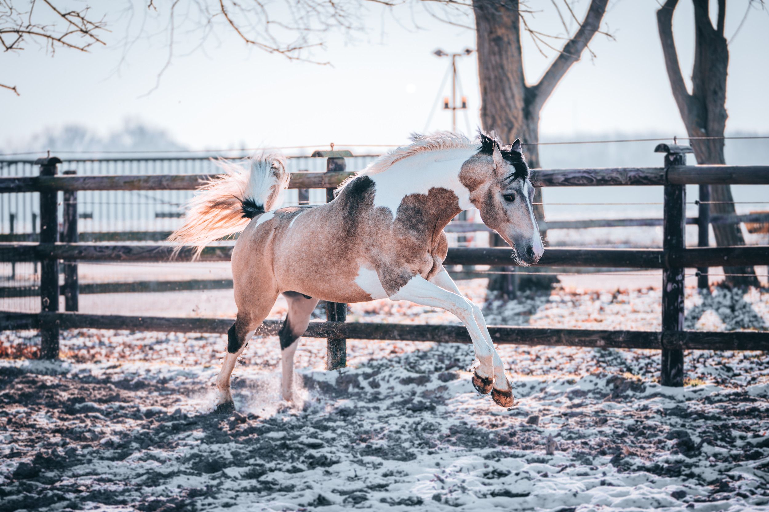 Nos chevaux | Forever Stables