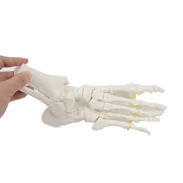 Human Foot Skeleton Model | AceScientific