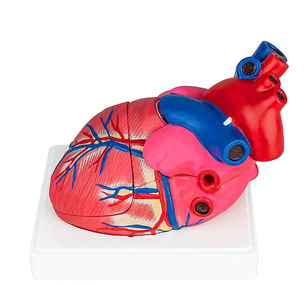 Human Heart Model | AceScientific