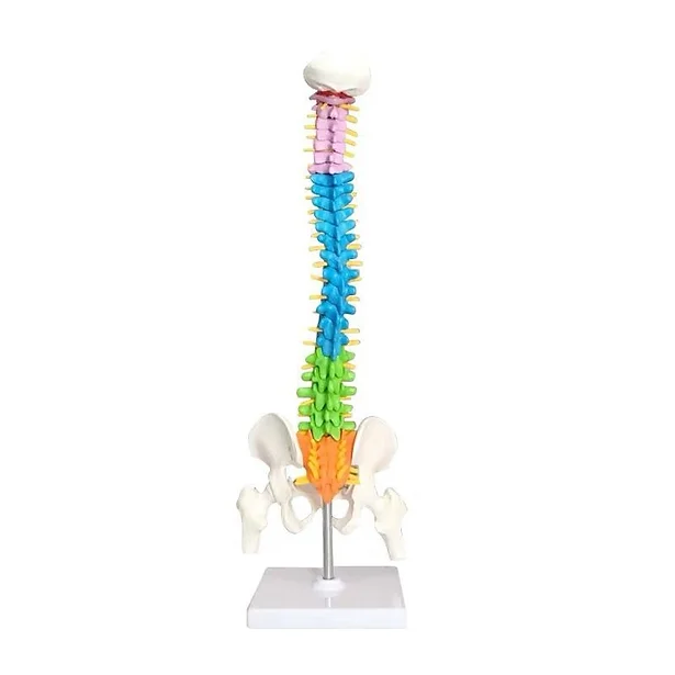 Human Spine Models | AceScientific