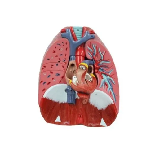 Respiratory System Model | AceScientific