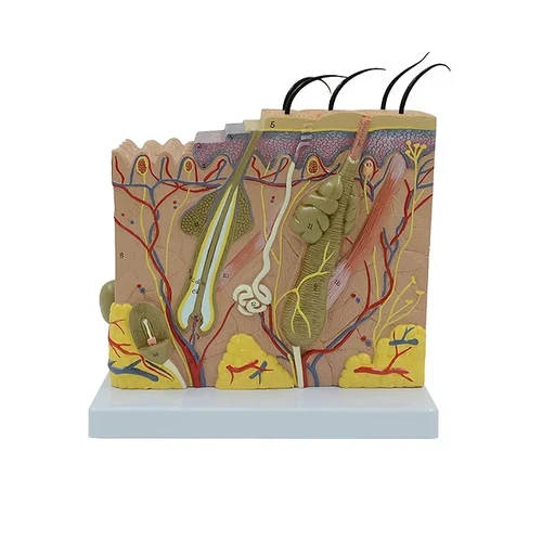 Human Skin Model | AceScientific