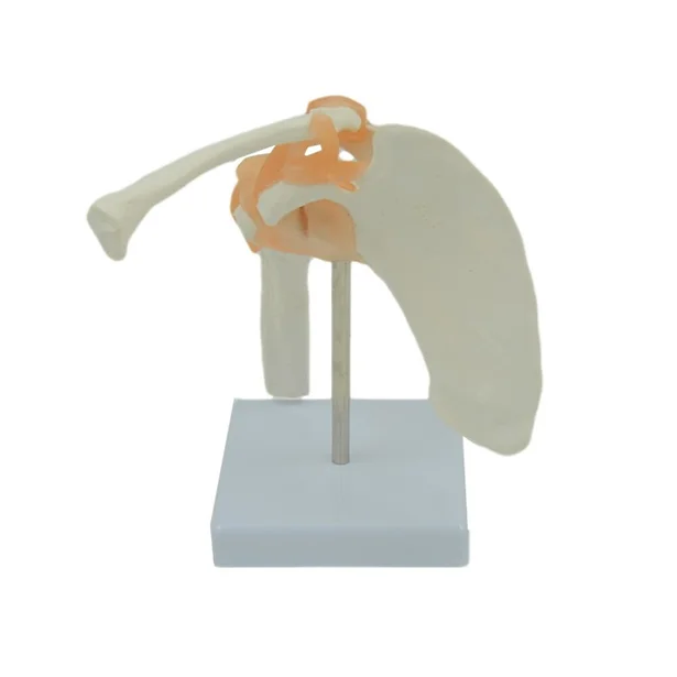 Shoulder Anatomy Model | AceScientific