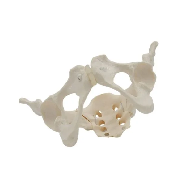 Pelvic Models | AceScientific