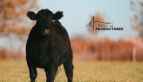 Devesa Argentine Beef | Azul Natural Beef SA | Meat for export