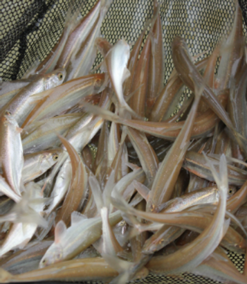 Bonytail | Marsh and Associates, LLC