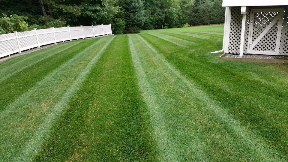 Turf Detail Landscaping