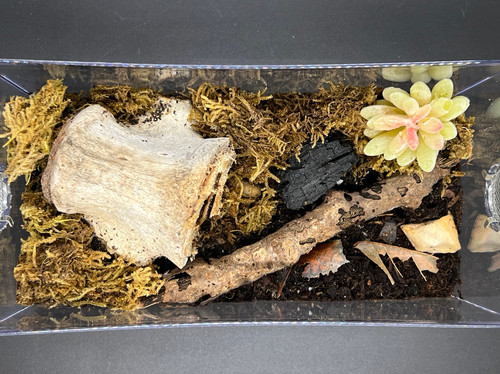 Mini isopod enclosure | Watch Out For Wiggle