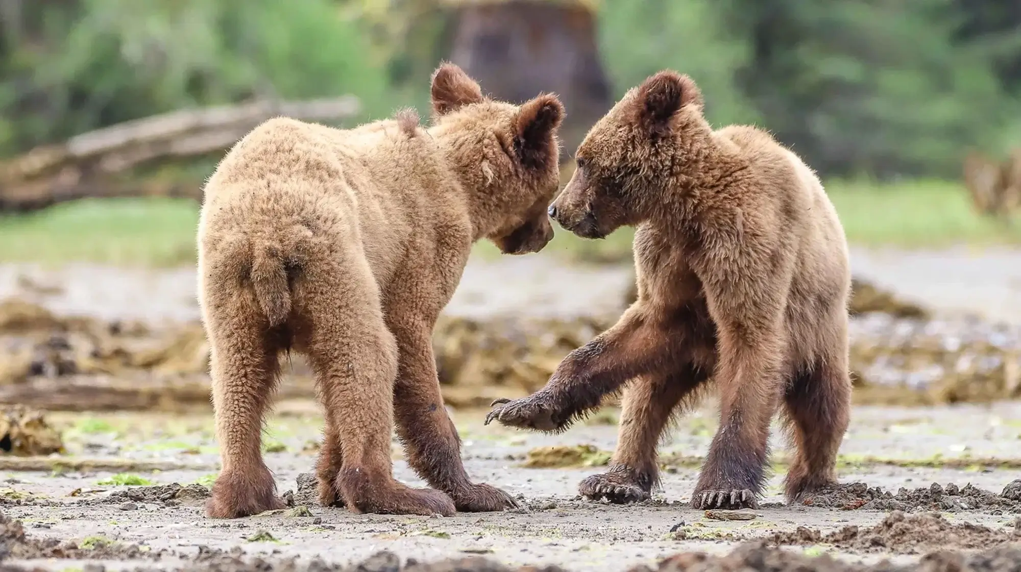 Wildlife Photo Expeditions | Khutzeymateen Wilderness Lodge In BC