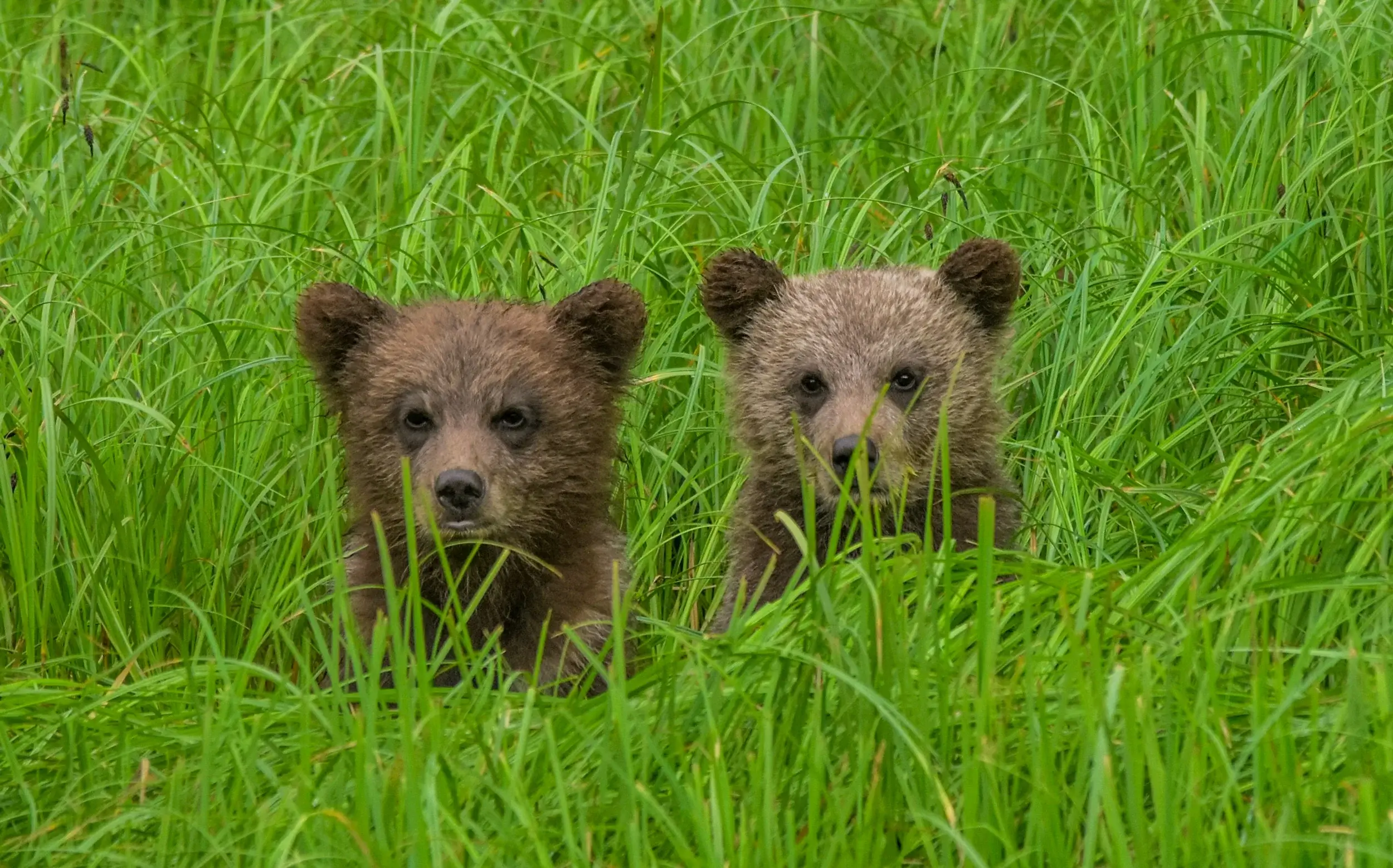 A Sanctuary for Grizzly Bears & Eco-Tourism Enthusiasts | Khutzeymateen ...