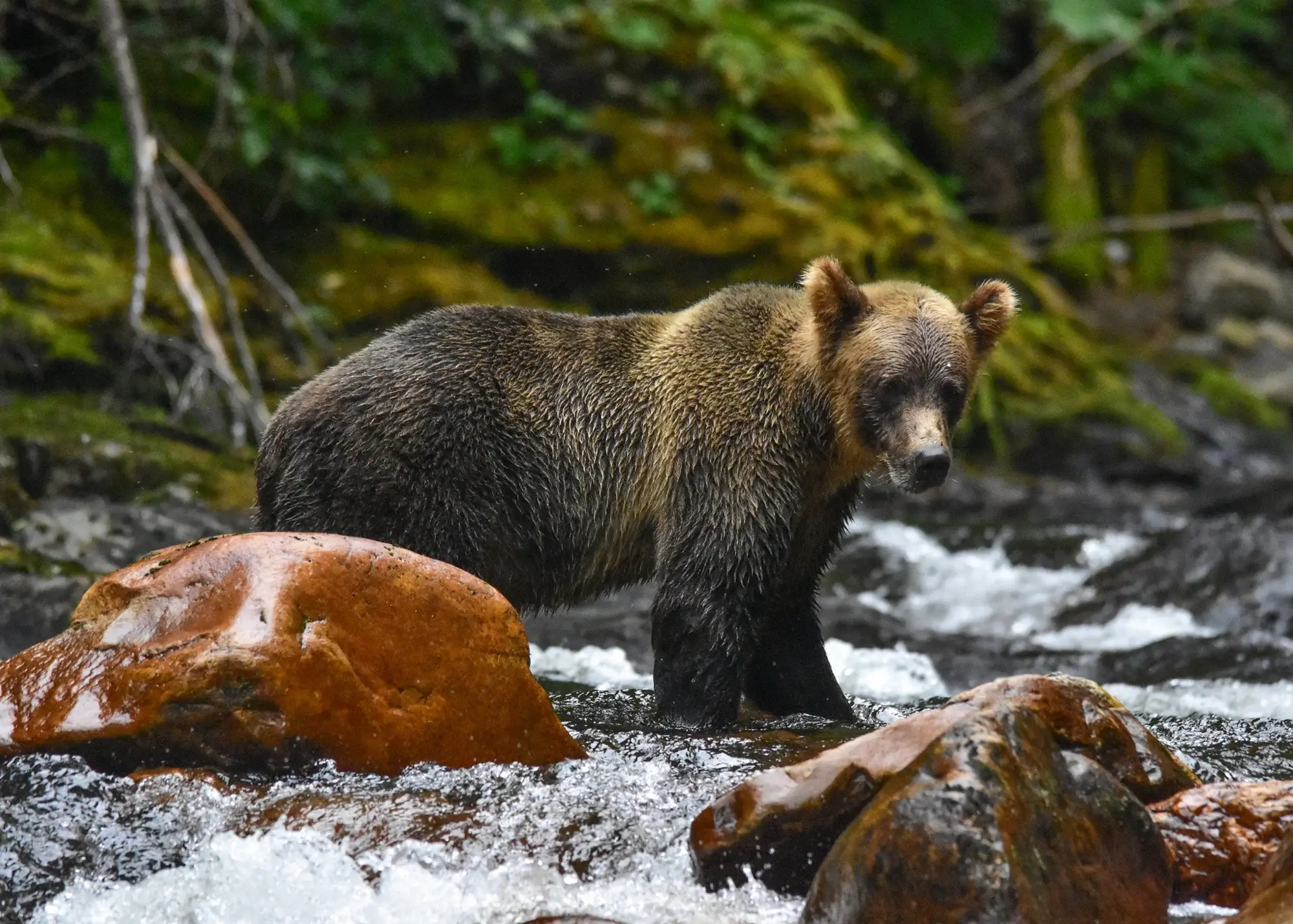 Essential Packing List & Travel Tips for Bear Viewing Tours In Canada