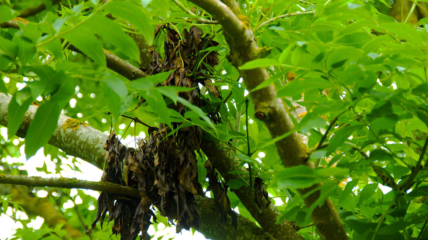 Ash Tree Dieback | North East | Auckland Tree Services