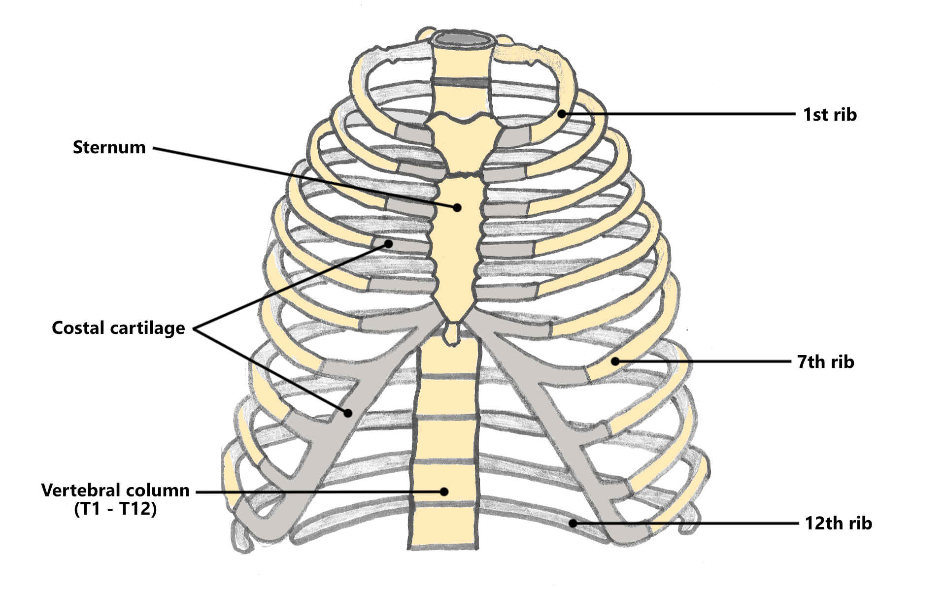 1.1. Types of Rib