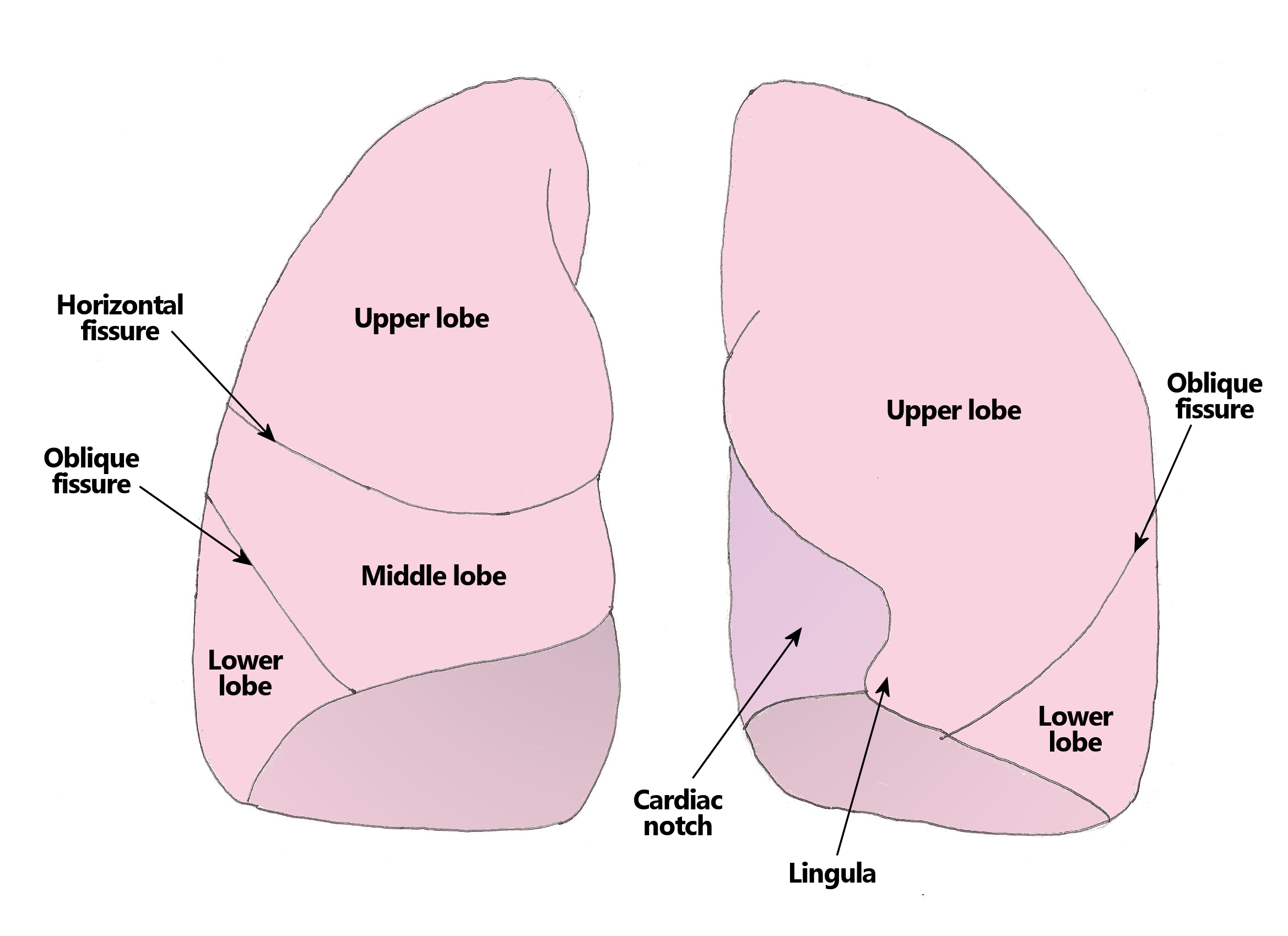 9.1. Lobes of the Lungs