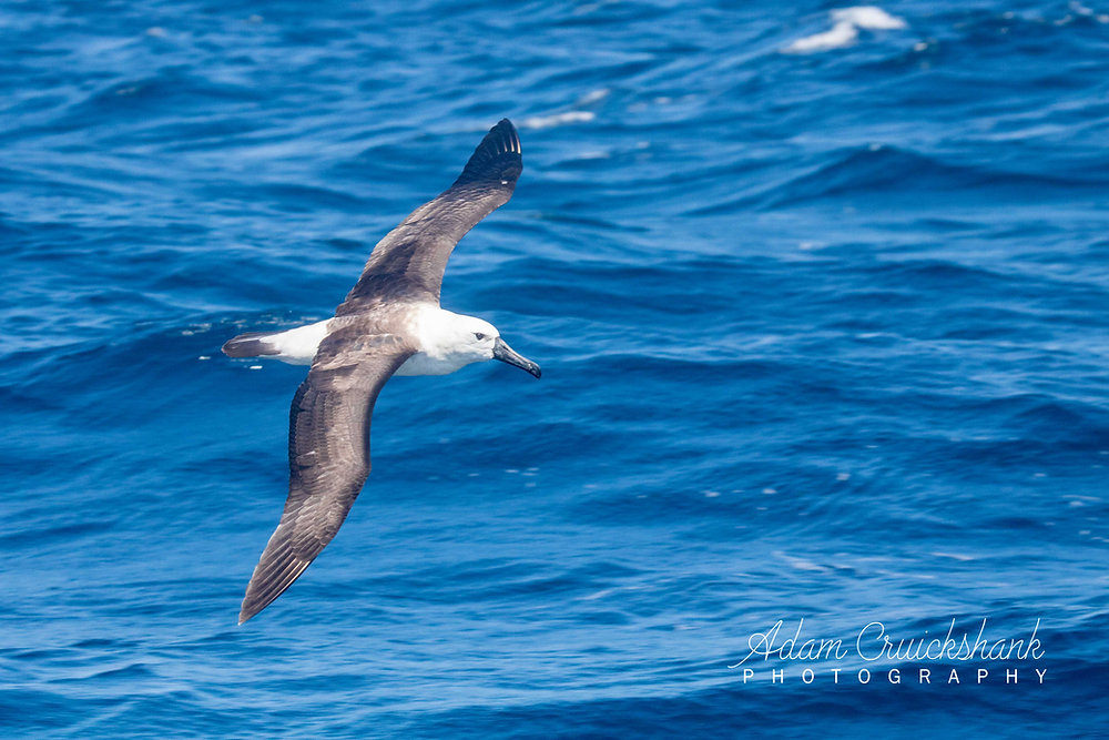 Seabird Identification Resources