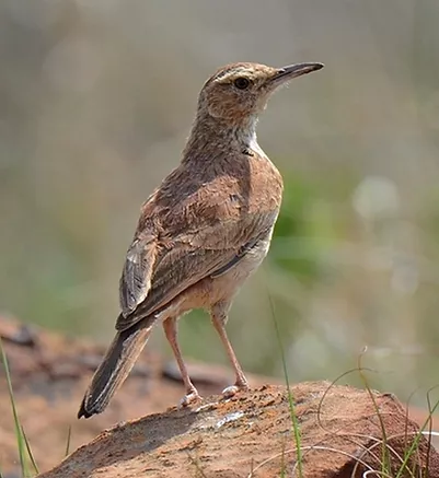 Larks with Aldo | The Birding Life
