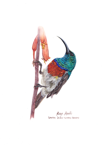 A4 Fine Art Print – Greater Double-Collared Sunbird | The Birding Life