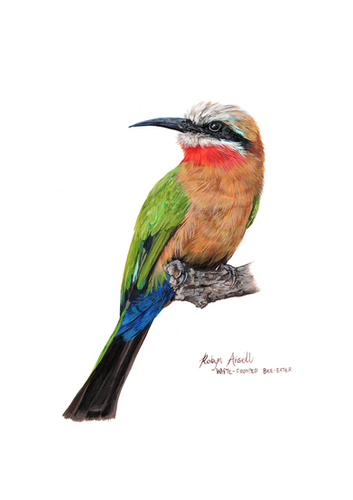 A4 Fine Art Print – White-fronted Bee-eater | The Birding Life