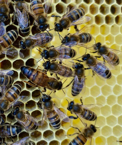 Buckfast Queen F1 x 5 | beemyqueen