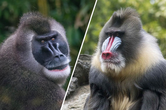 Babouin Mandrill