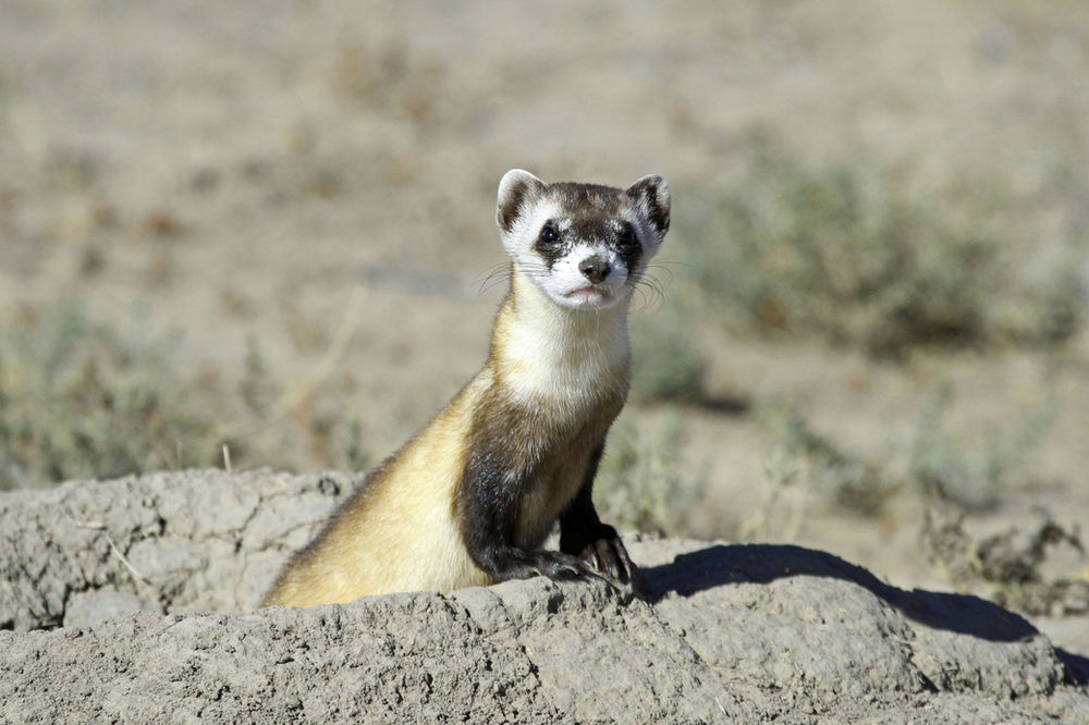 Le putois à pieds noirs, à la reconquête de son territoire