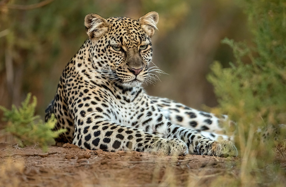 Présentation du "projet léopard" en Guinée par l'association Des Félins ...