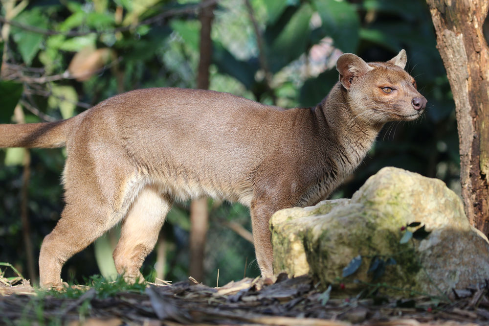 Le fossa, le prédateur numéro 1 de Madagascar, est menacé