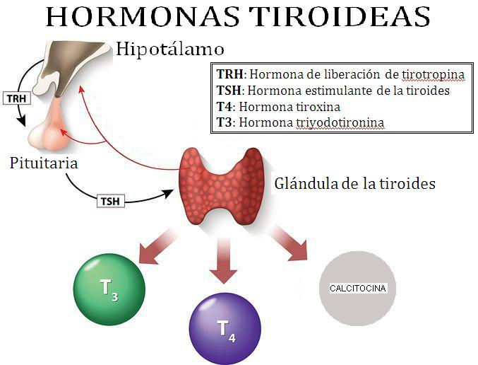 La Enfermedad de Graves-Basedow, hipertirodismo autoinmune