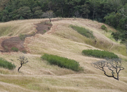 Foxhole Forest (Madagascar) | Phoenix Conservancy