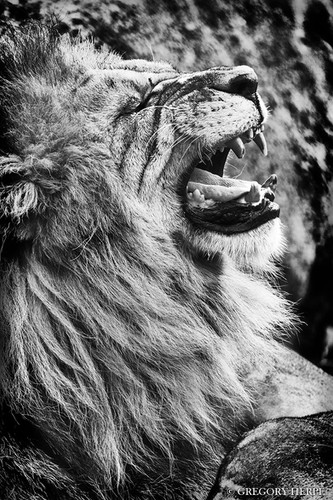 The Lazy King - Tanzania | GregoryHerpe