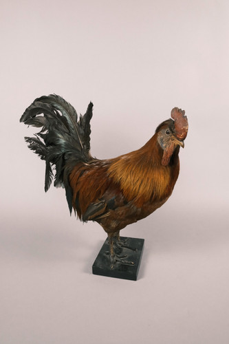 Taxidermy French Cockerel | hutton-clarke