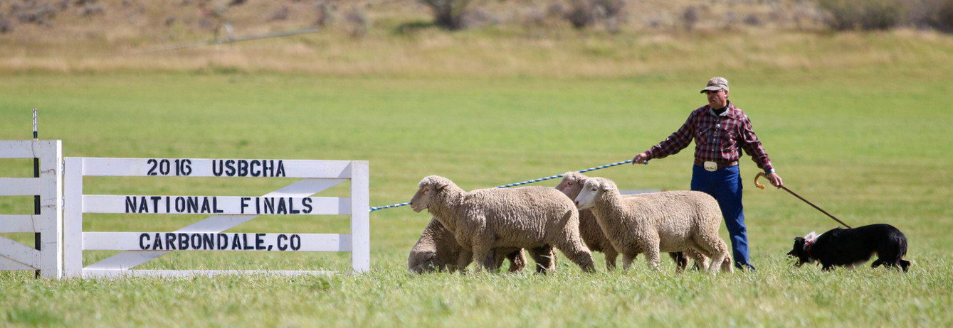 Sheep Dog Finals | United States | National Sheep Dog Finals