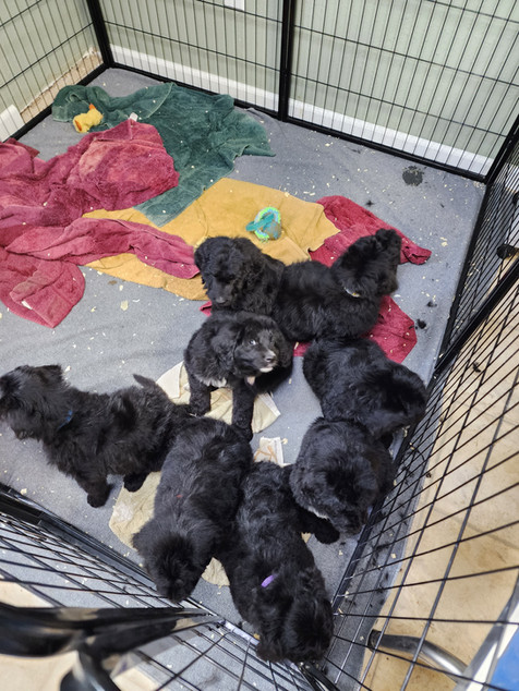 Gallery | Side By Side Dogs