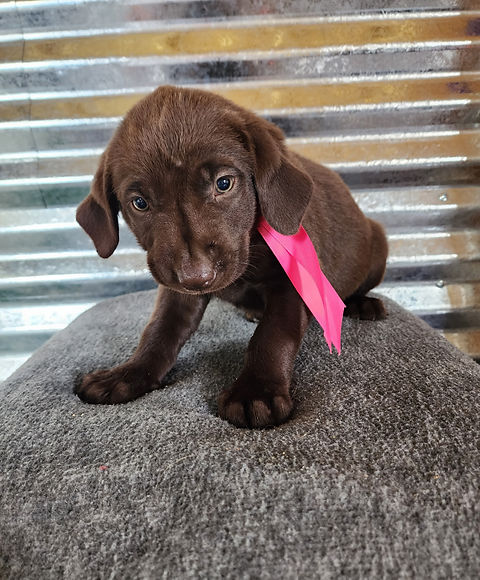 Available Pets | Side By Side Dogs