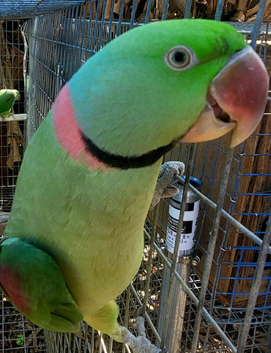 Alexandrine Parakeet | Feather Headz Aviary
