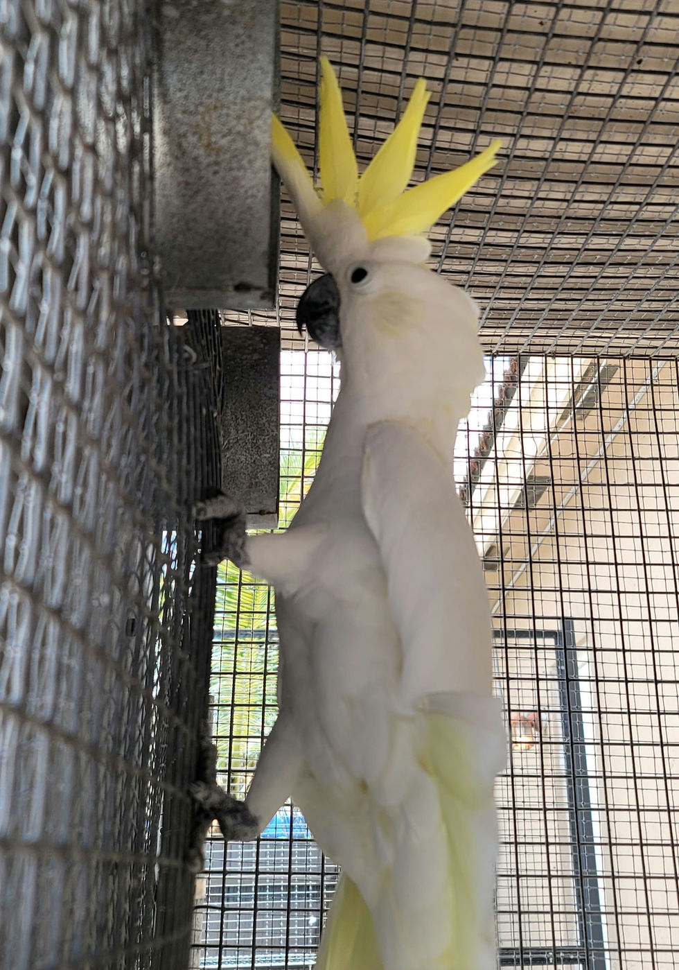 Sulfur Crested Cockatoo | Feather Headz Aviary