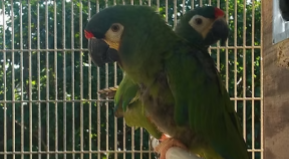 Macaw - Illigers Mini | Feather Headz Aviary