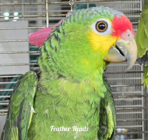Red Lored Amazon (NOT TAME) | Feather Headz Aviary