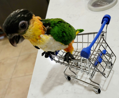 Black Capped Caique | Feather Headz Aviary