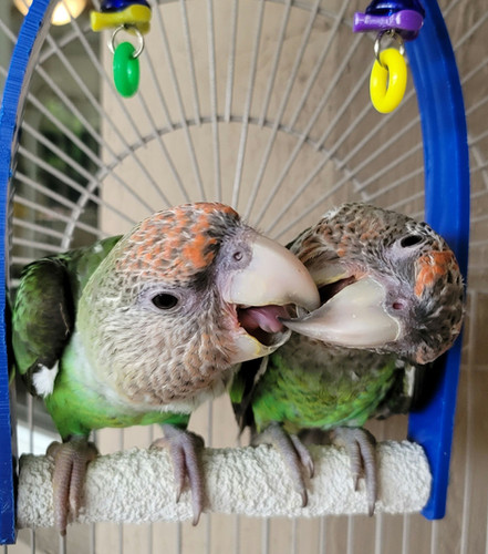 Cape Parrot | Feather Headz Aviary