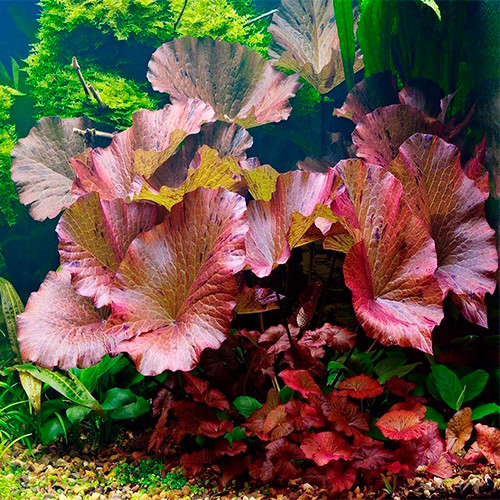 Nymphaea lotus (Zenkeri) Chácara Takeyoshi | aqualag