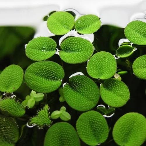 Salvinia Minima 20 Mudas | aqualag