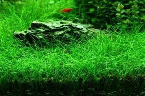 Eleocharis Japan | aqualag