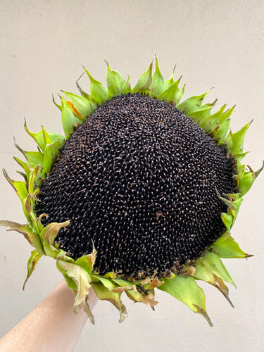 Hopi Black Dye Sunflower | Anna Meier