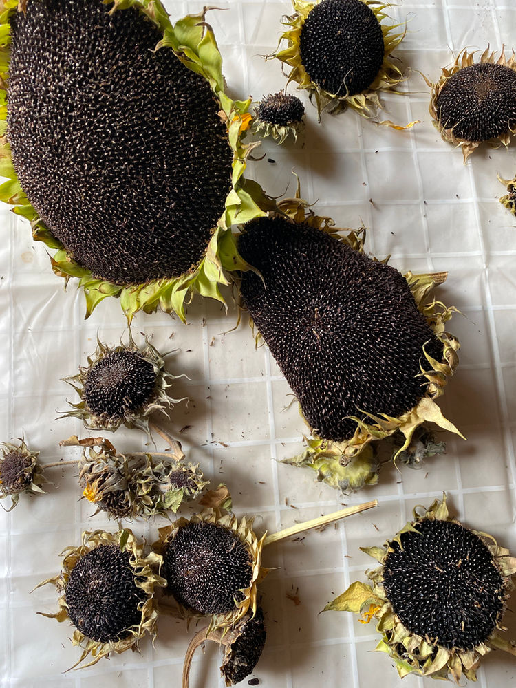 Hopi Black Dye Sunflower (Tceqa' Qu' Si)